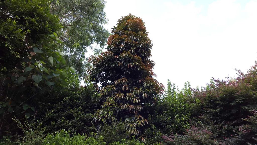 6 Queensland Native Trees For Your Garden