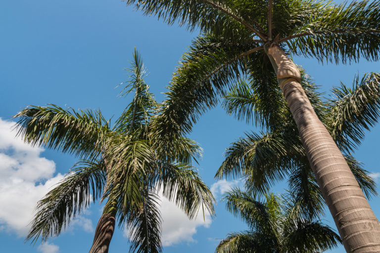6 Queensland Native Trees For Your Garden