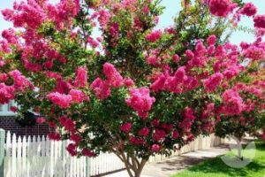 The Greatest Small Evergreen Trees In Australia