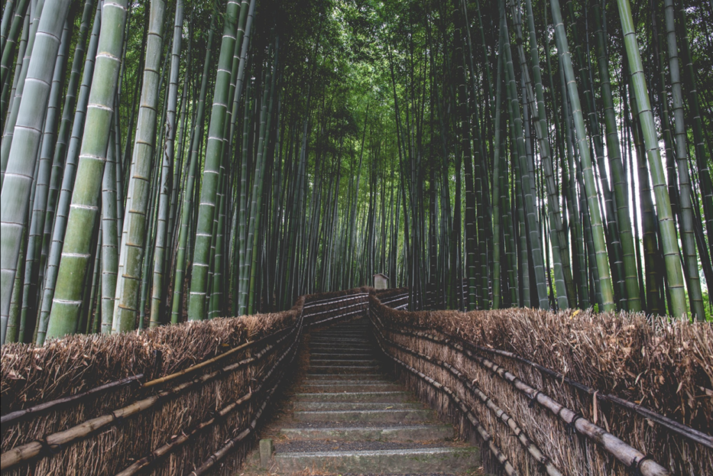 The Most Beautiful Trees In The World | Breathtaking Images