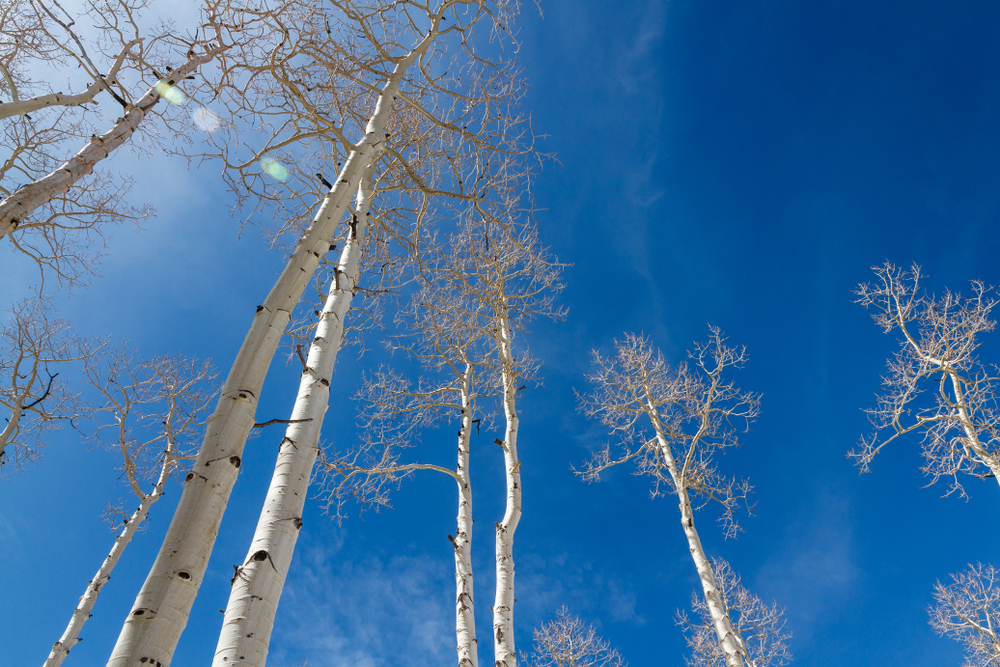 The Most Beautiful Trees In The World | Breathtaking Images
