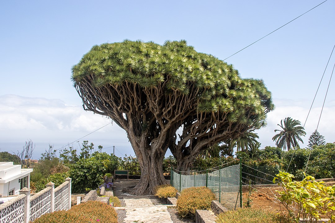 How To Grow A Dragon Tree In Your Garden Top Tips