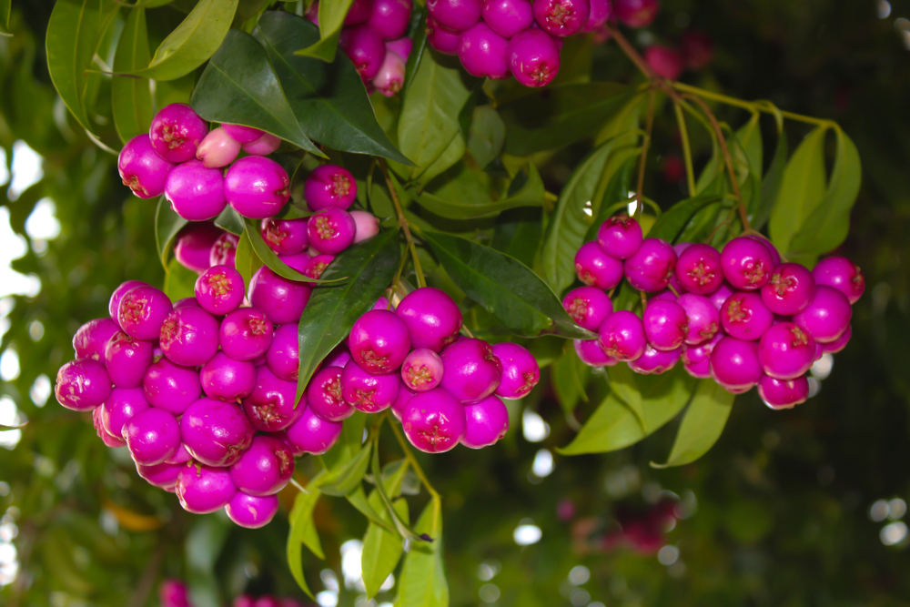 The Best Australian Flowering Trees | Adding Colour To Your Garden