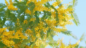 Best Wattle Tree Varieties | Amazing Acacias For Your Garden