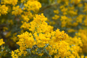 Best Wattle Tree Varieties | Amazing Acacias For Your Garden