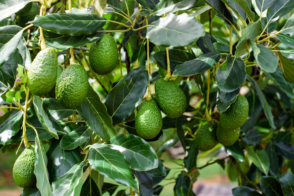 What is the Best Time to Prune Trees? A Complete Guide